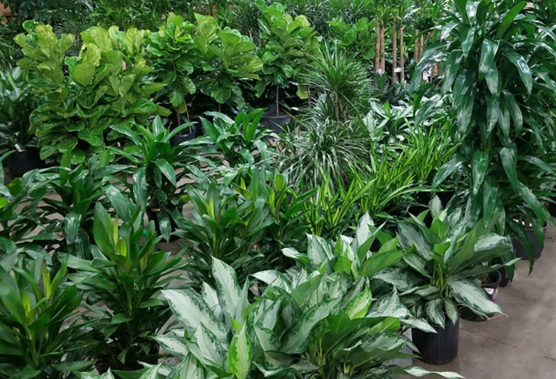 Indoor Plants · Sedgefield Interior Landscapes, Inc.